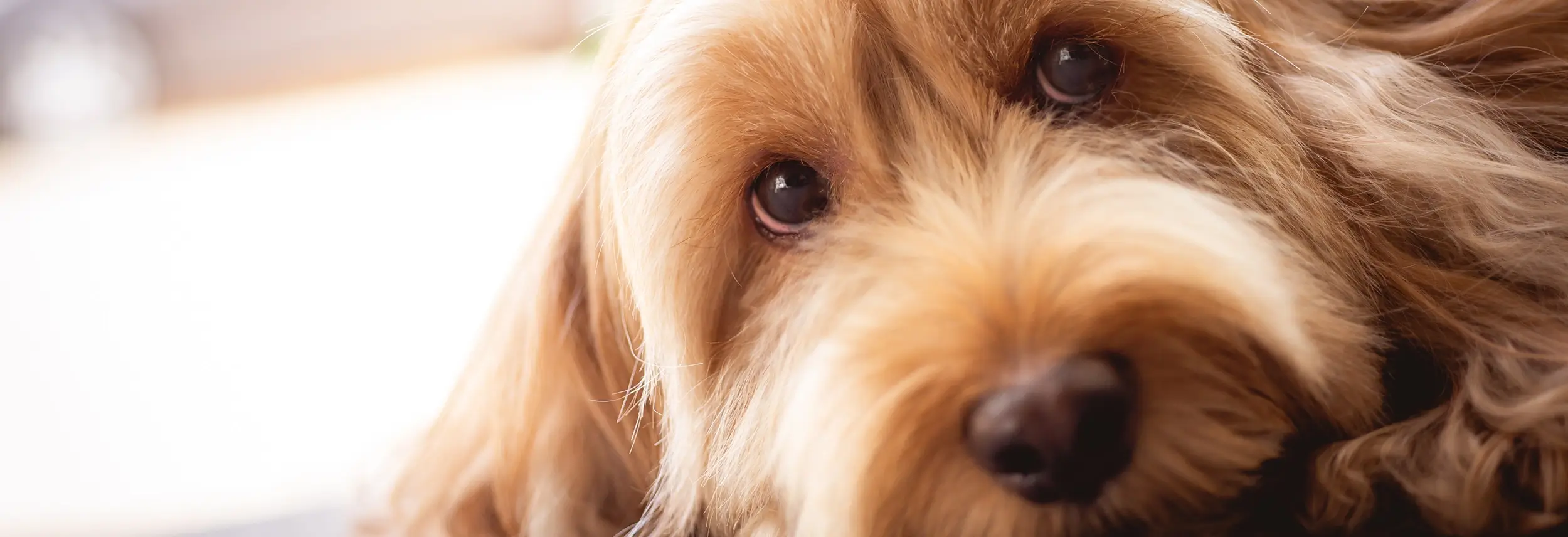 Adopt a Dog | Fur Angels Dog Rescue in Petaluma, Sonoma County