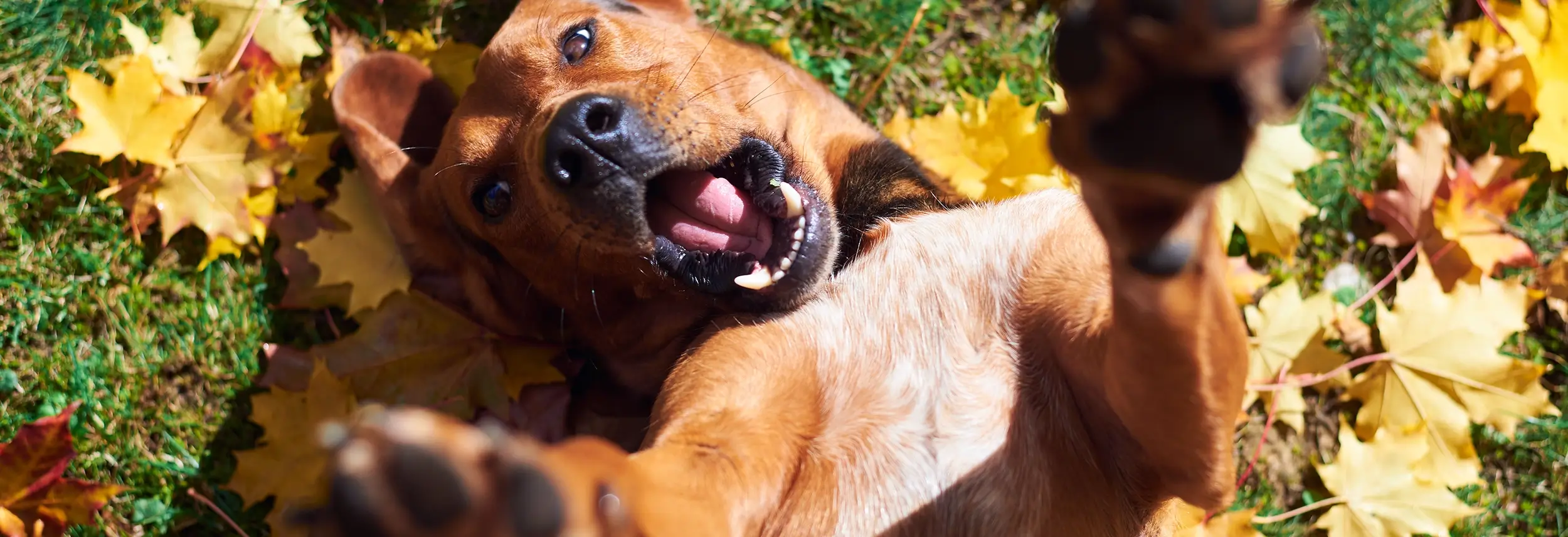 Dog Rescue in the Bay Area | Fur Angels Dog Rescue